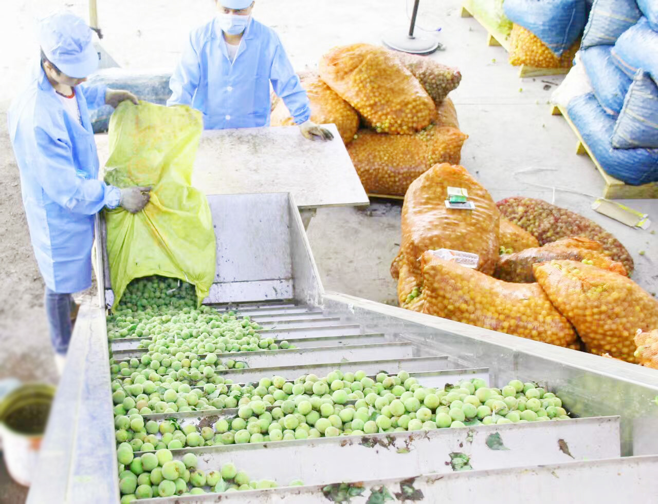 Process flow of prickly pear processing line