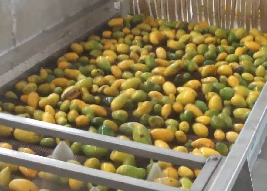 How to ensure product hygiene and safety standards in mango processing ...