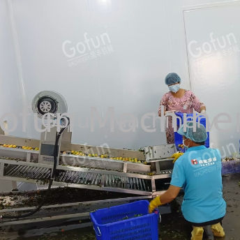 Industrial Automatic Mango Processing Line A Complete Set Of Machines ...